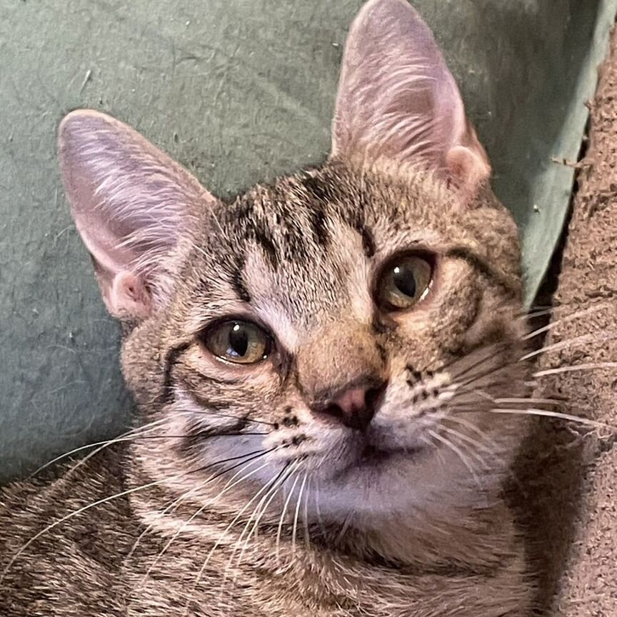 Котенок мальчик 4 месяца