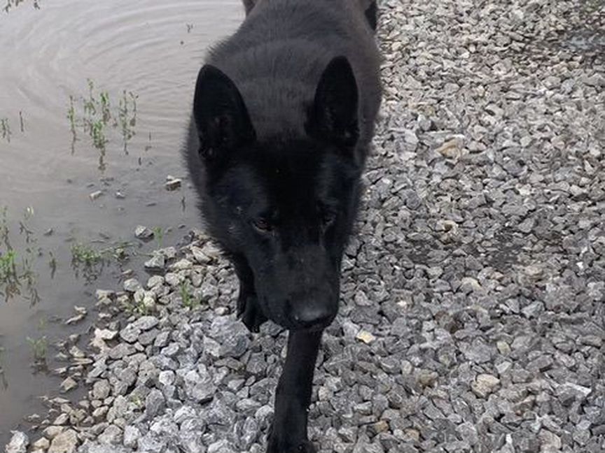 Щенки немецкой овчарки