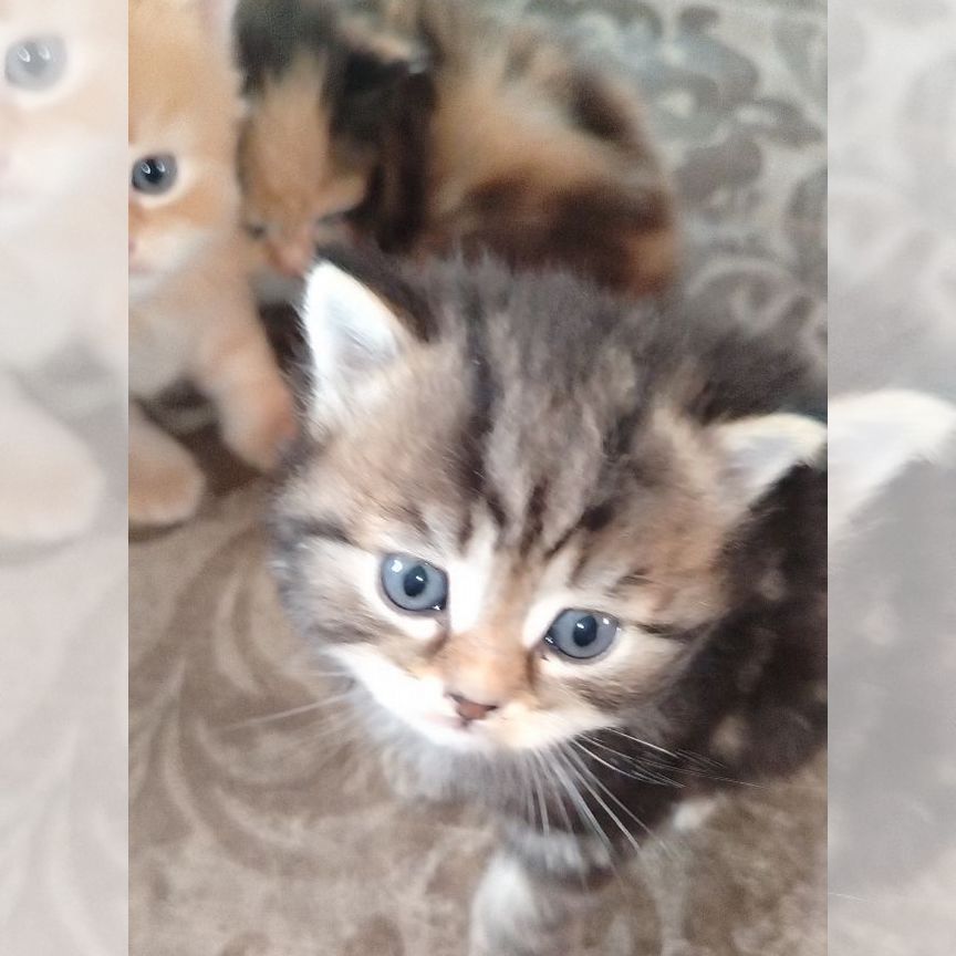 Сибирский котёнок