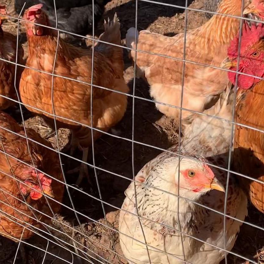 Куры несушки красные, петух 7 мес