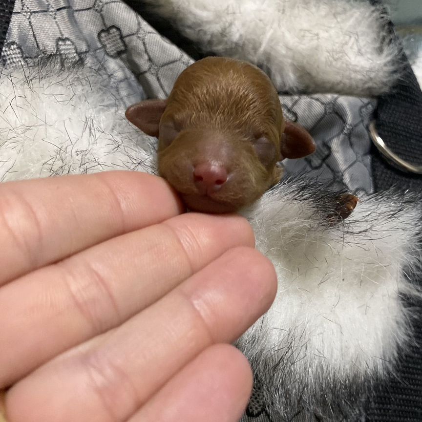 Яркий малюсенький мальчишка той пудель