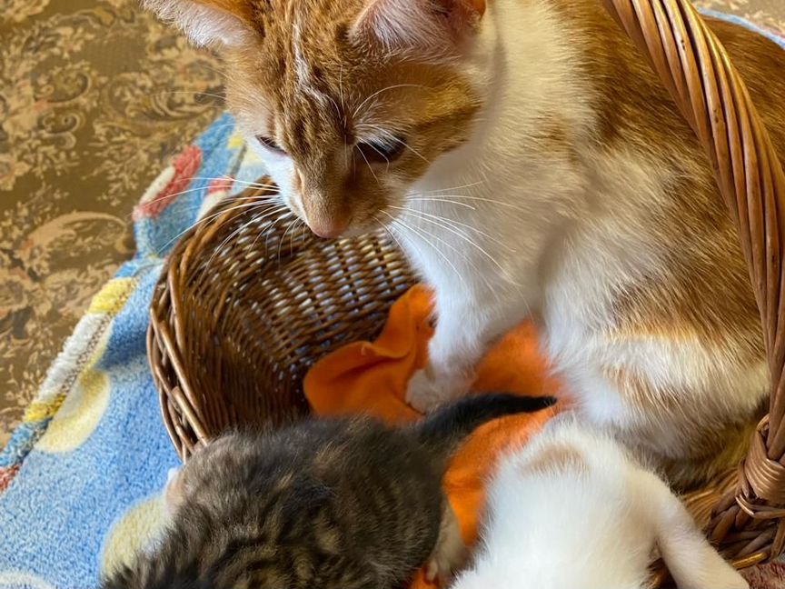 Котята в добрые руки бесплатно приученные к лотку