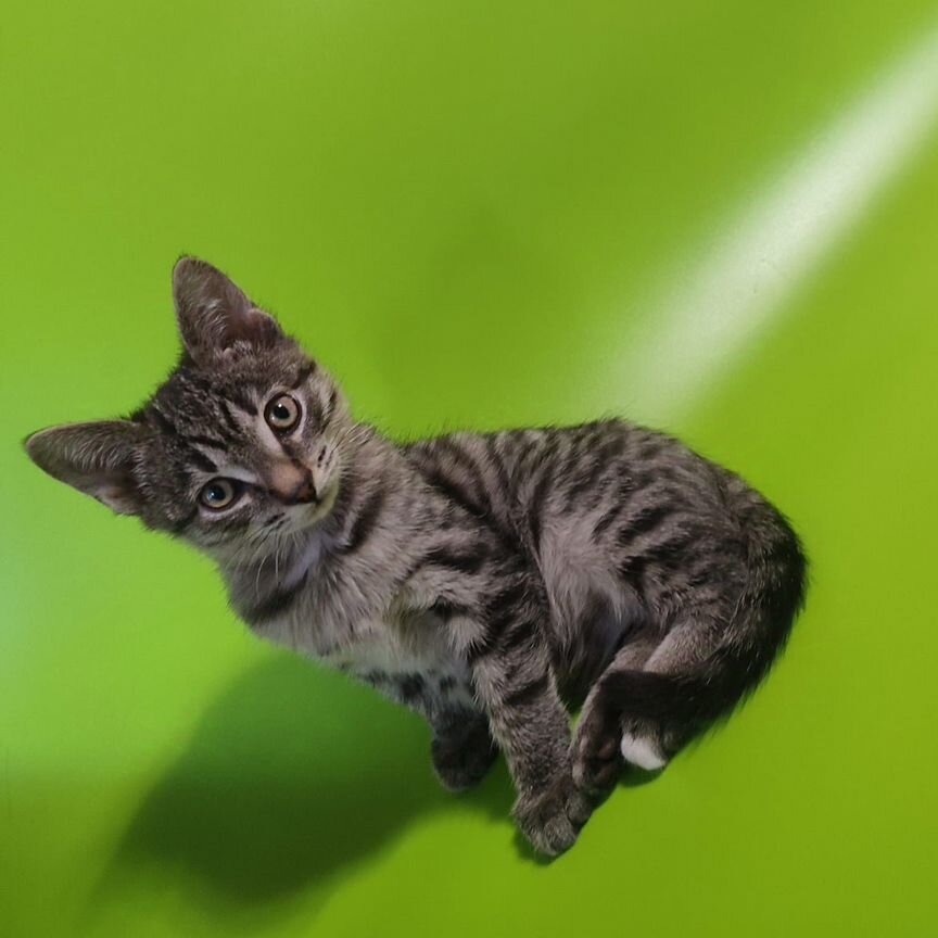 Котенок в добрые руки