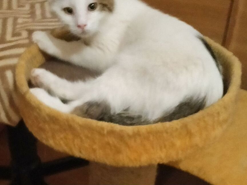 Котенок