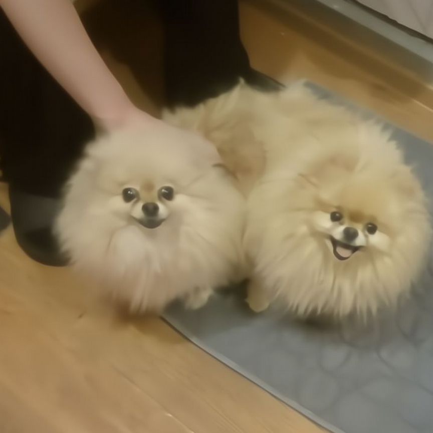 Померанский шпиц, щенок