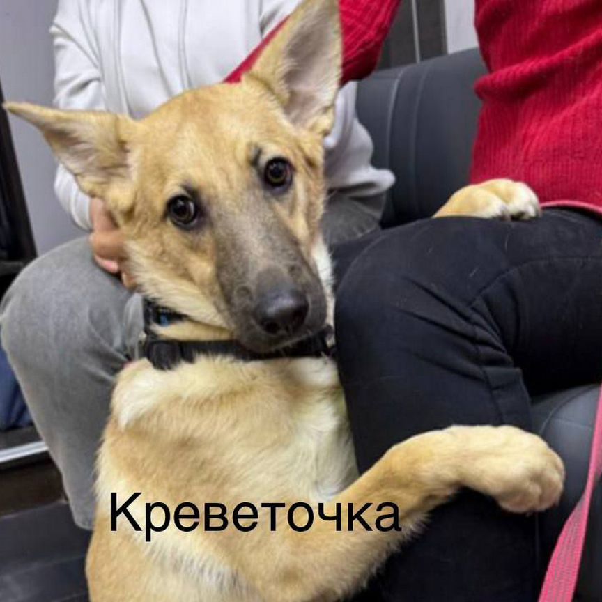 Креветочка,щенок, дайте шанс стать домашней