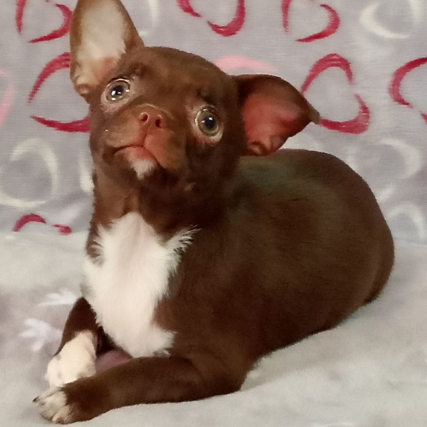 Девочка Чихуахуа шоколадная