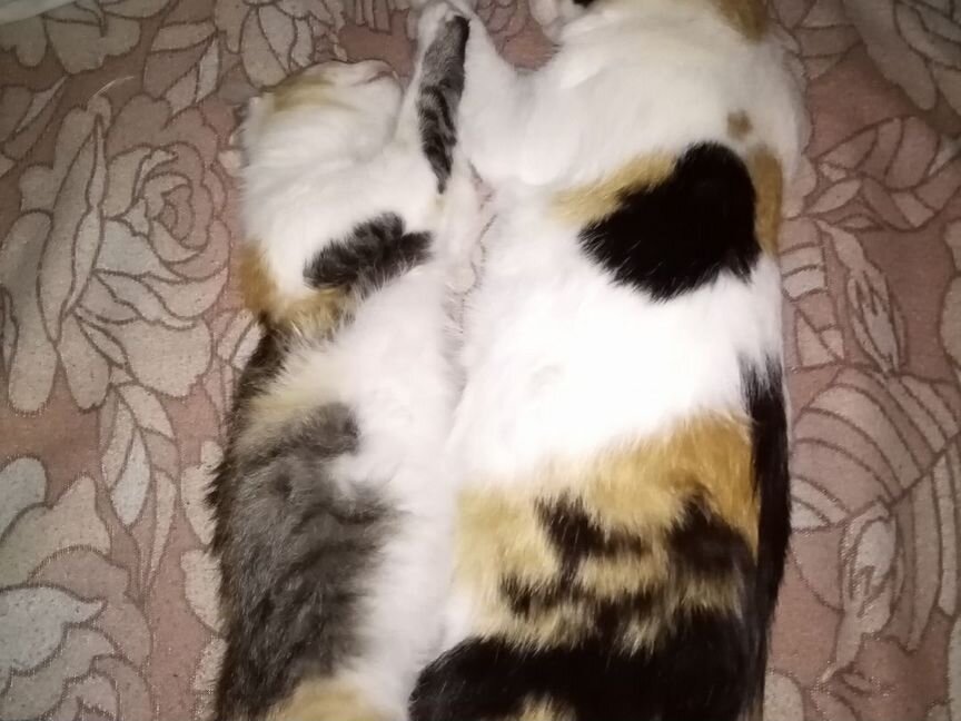 Трёх шерстный котенок девочка мышеловка