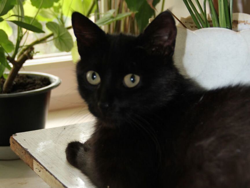 Черная кошечка пантера