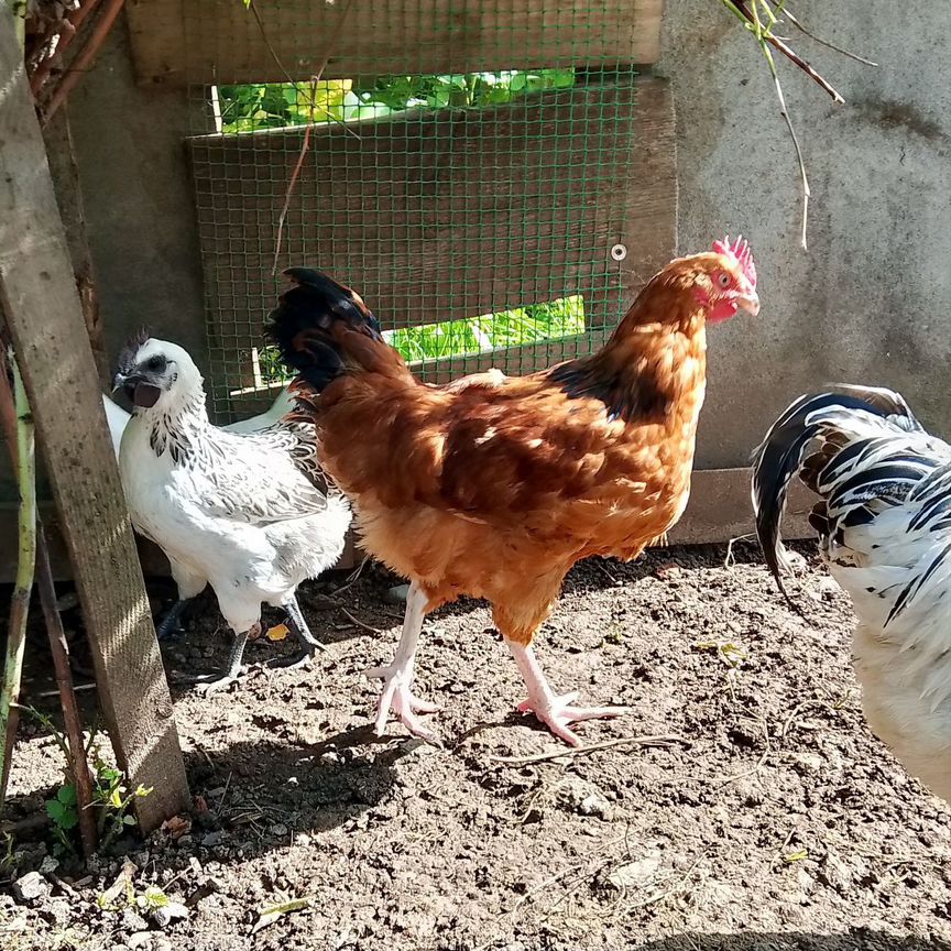 Петух Кученский Юбилейный