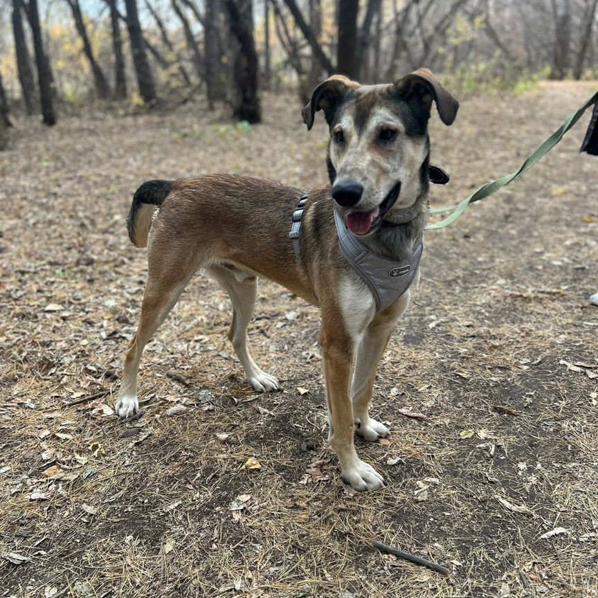 Крупный пёс Бумер