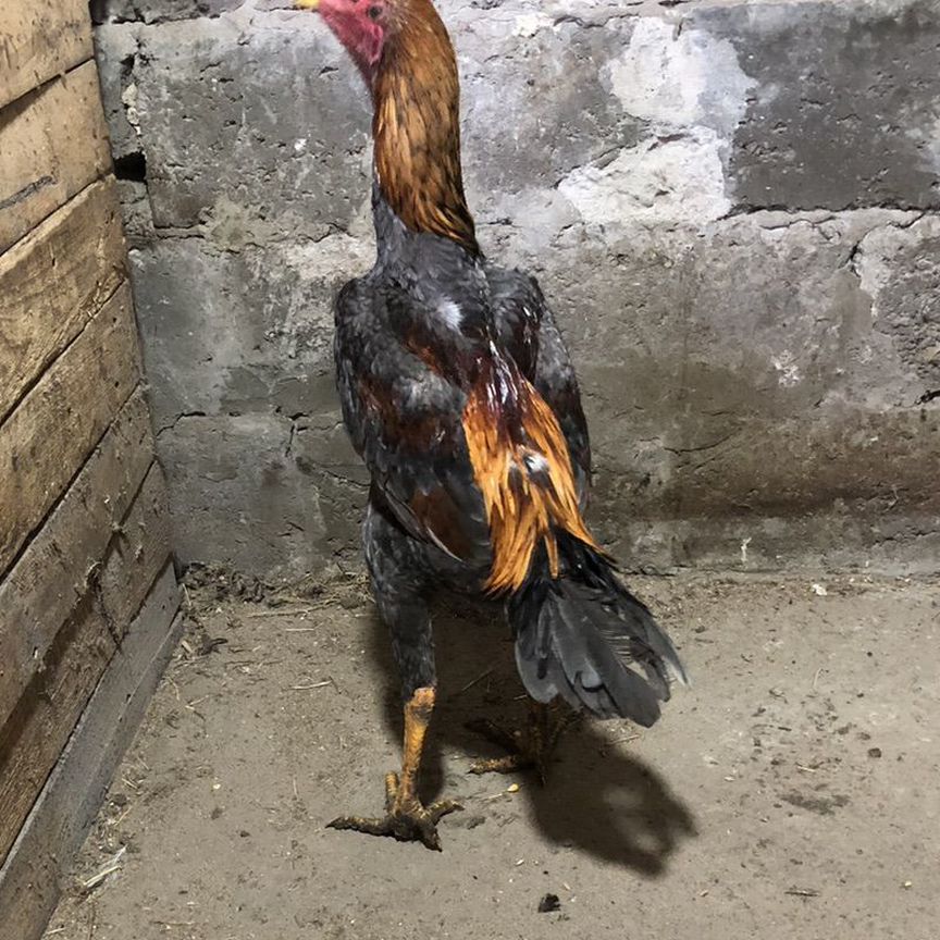 Бойцовая птица О Шамо