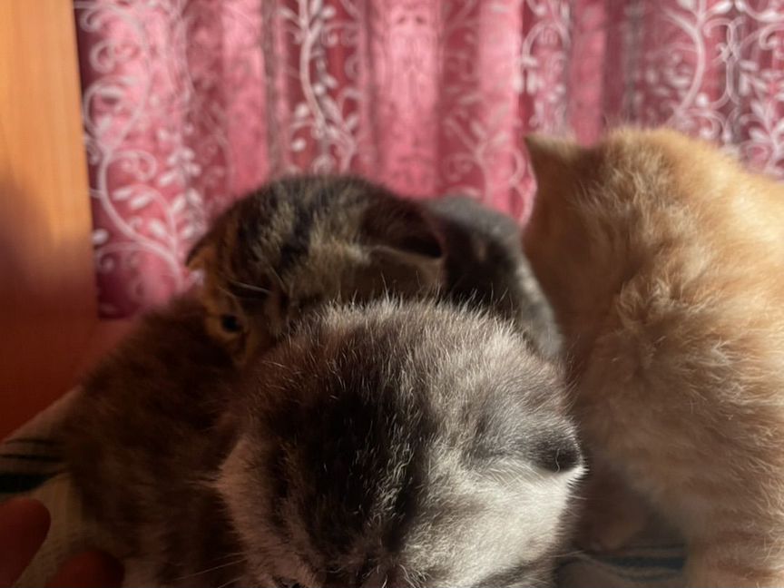 Котята
