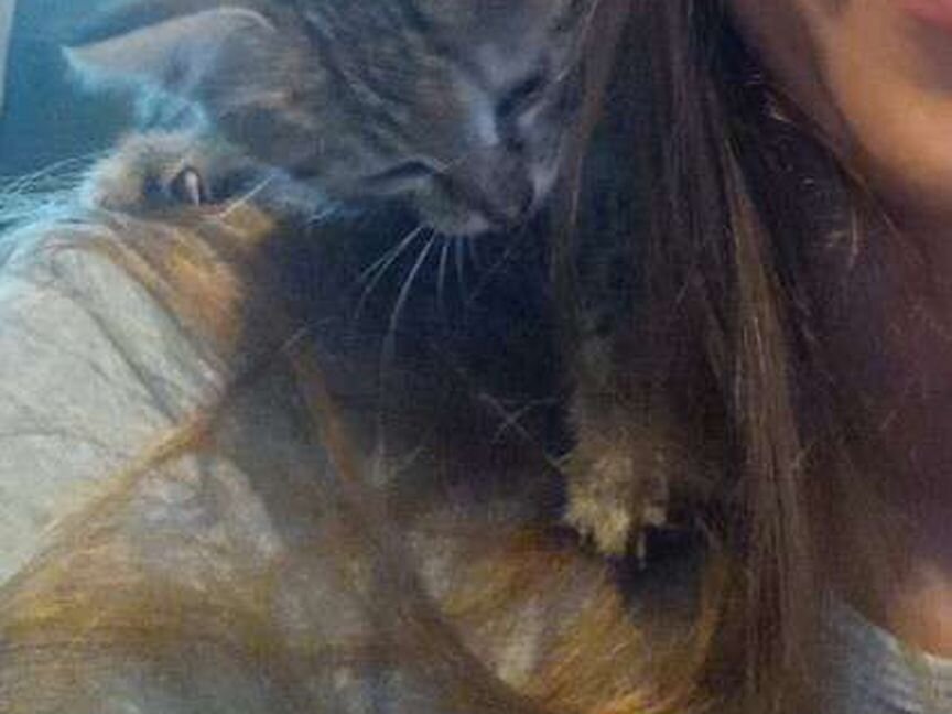 Котенок 1,5 - 2 месяца