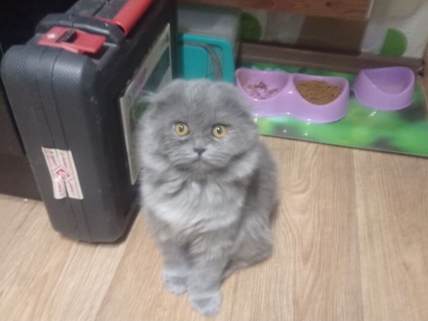 Шотландская вислоухая 5 месецев