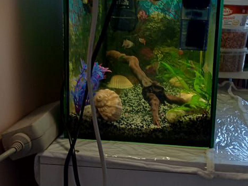 Продам аквариум с гуппи, улитками и сомиком