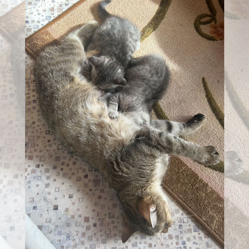 Котята