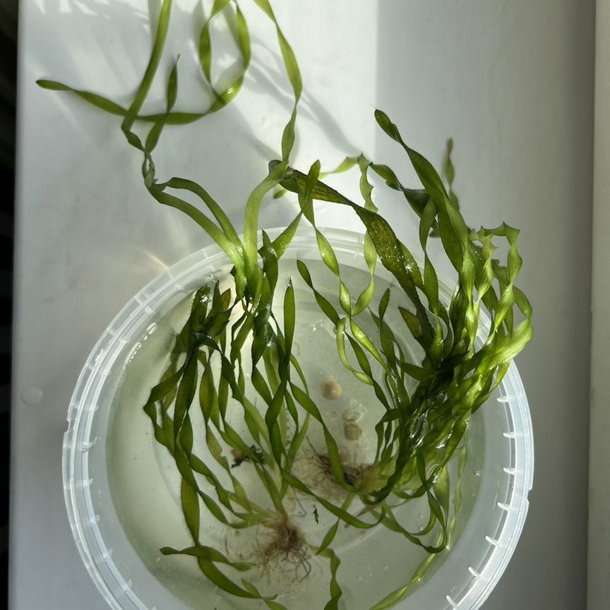 Аквариумное растение