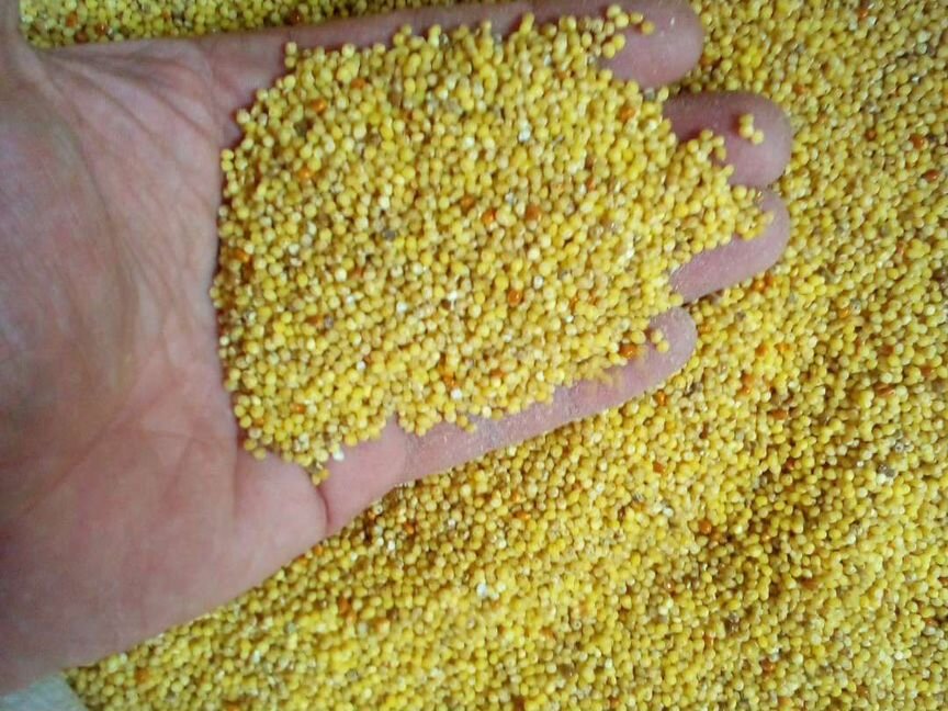 Пшено для цыплят