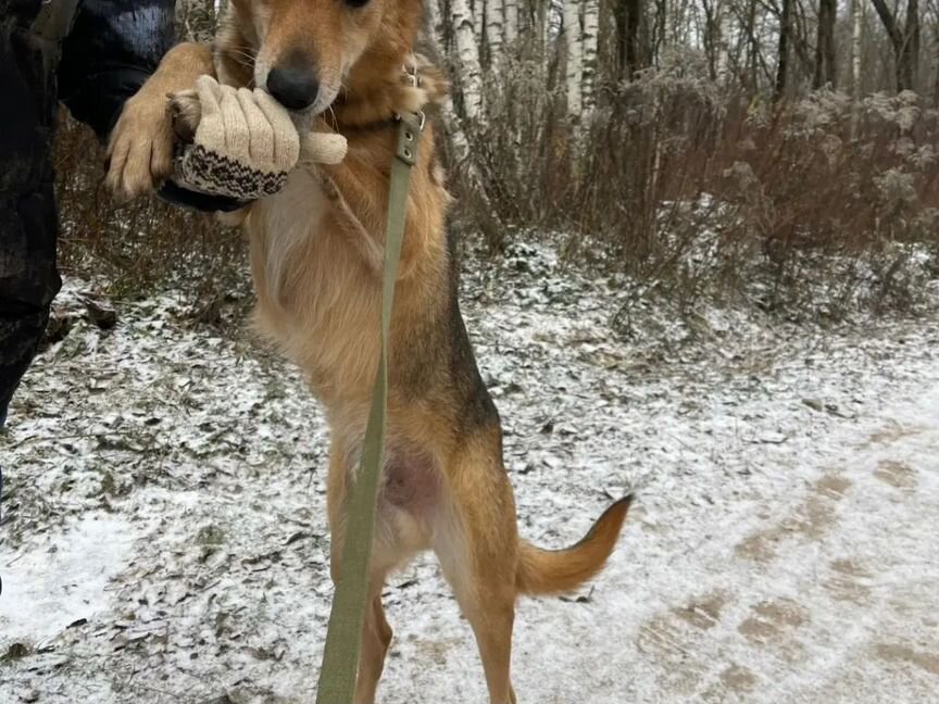 Слепой пес