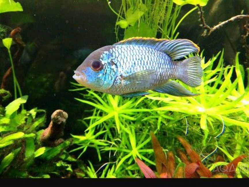 Наннакара аквариумная рыба