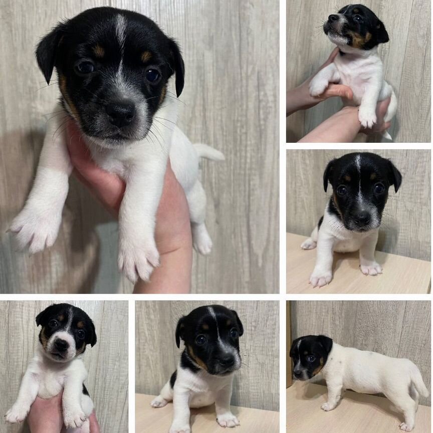 Джек-рассел-терьер, щенок