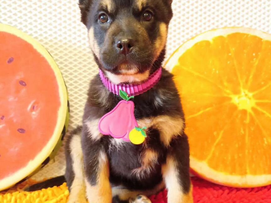 Красавчик Джек в добрые руки