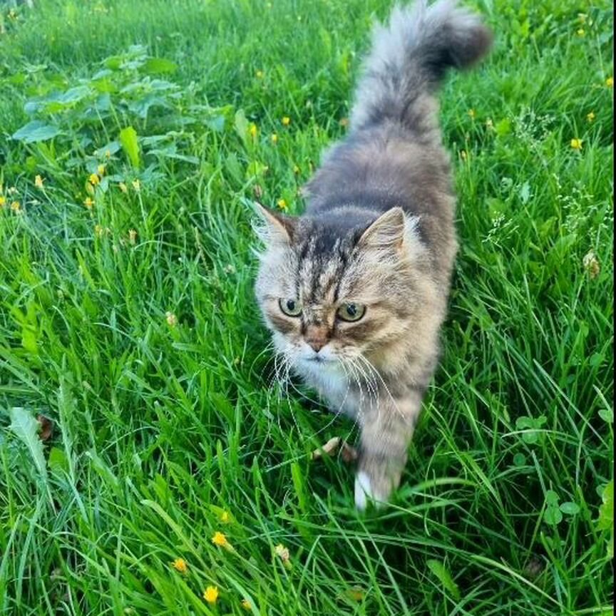 Персидский кот-потеряшка
