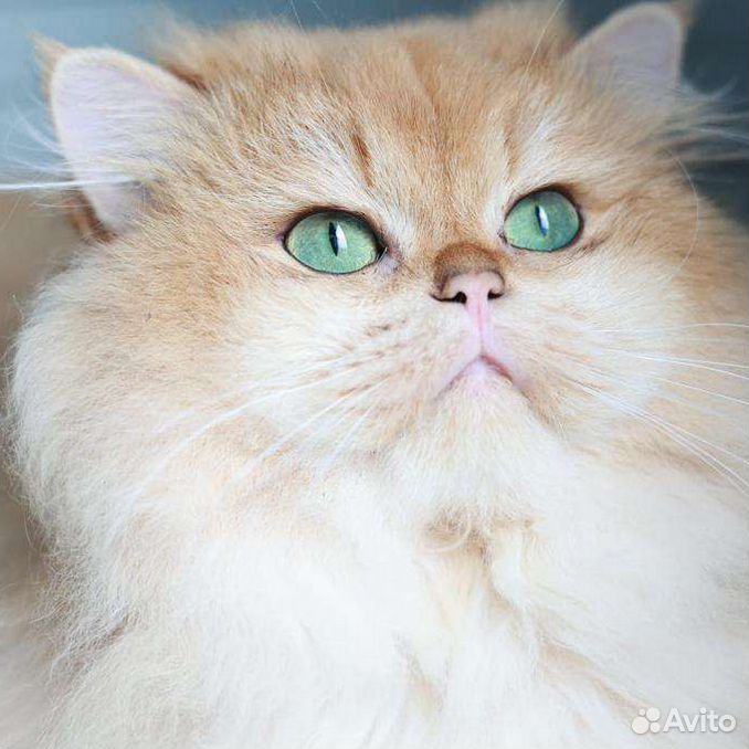 Британский кот Шоу класса