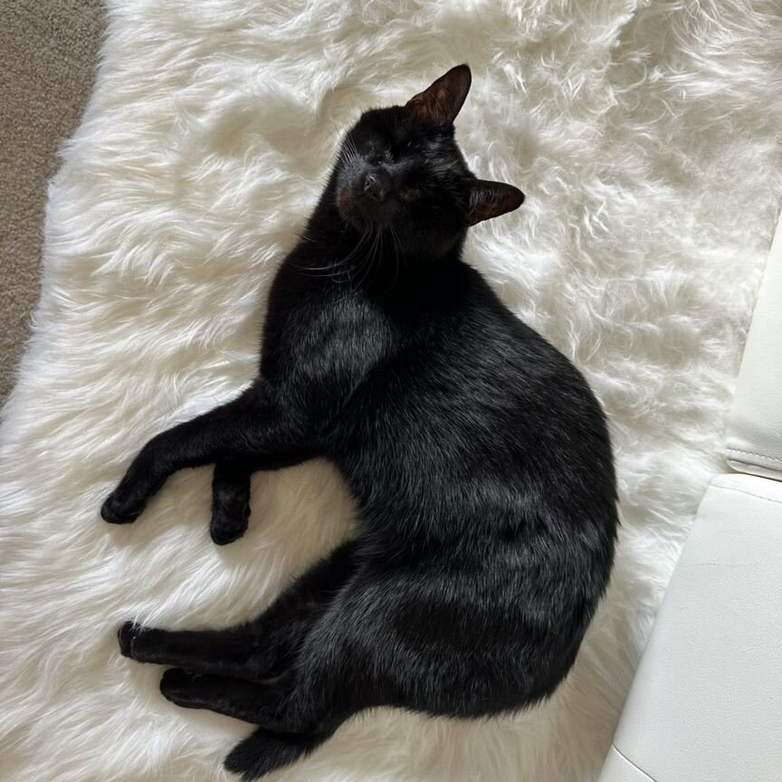 Котик в добрые руки