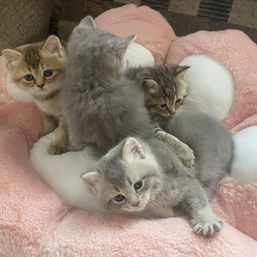 Шотландский прямоухий короткошёрстный котёнок