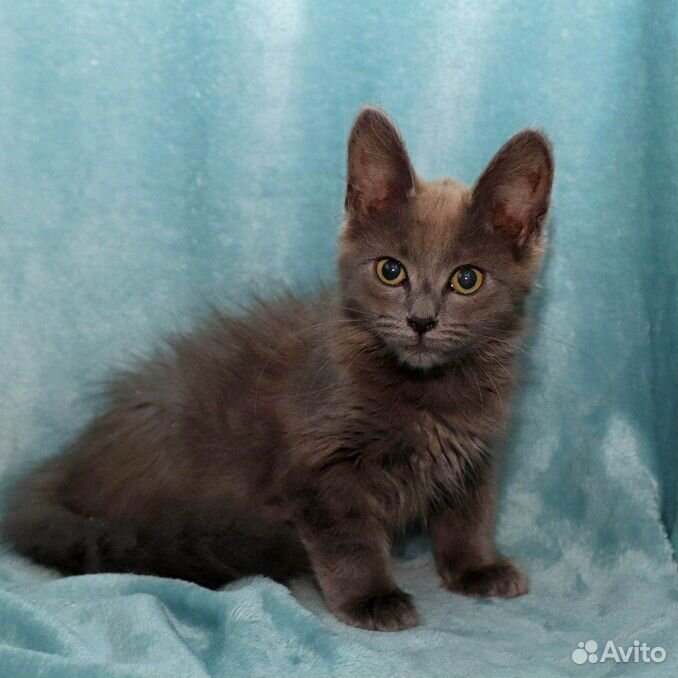 Котята нибелунг метисы бесплатно