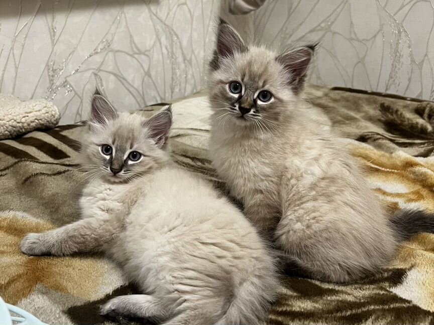 Невские маскарадные котята