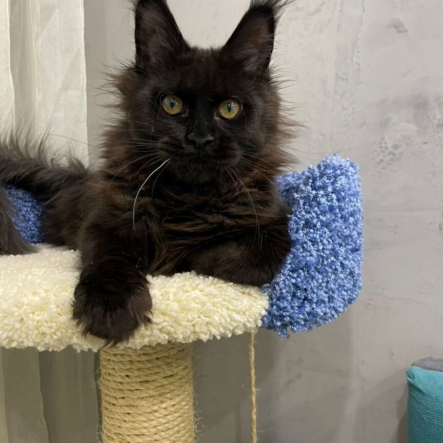 Мейн-кун чёрная