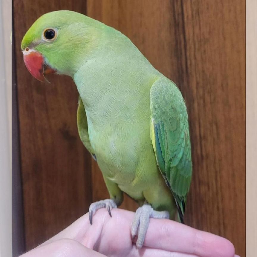 Ручной ожереловый попугай