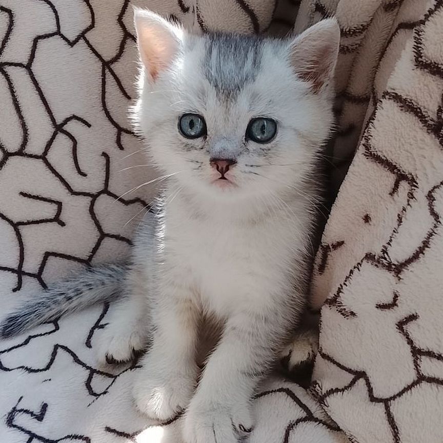 Шотландский прямоухий короткошёрстный котёнок