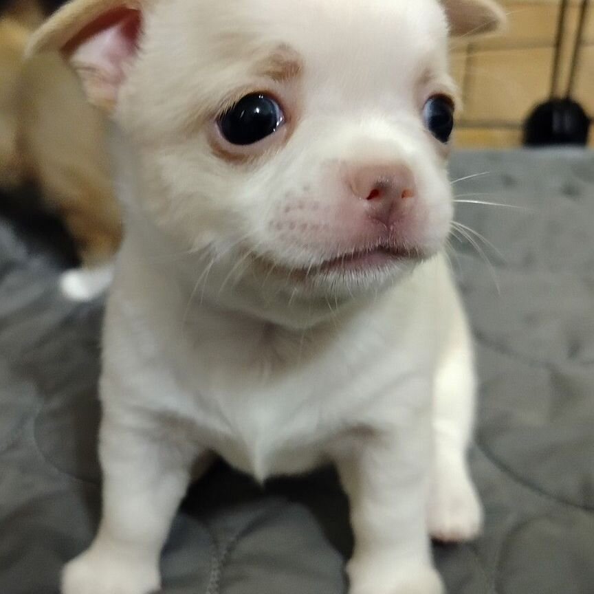 Чихуахуа, щенок