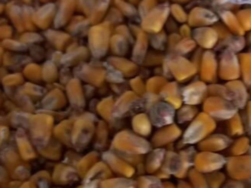 Кукуруза хлеб