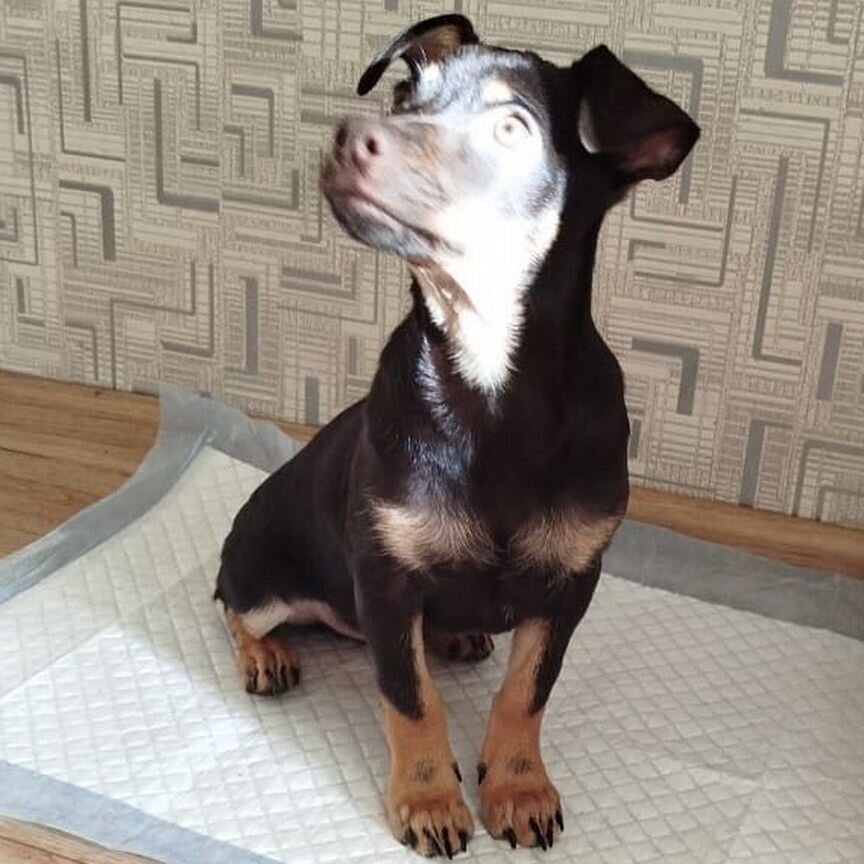 Русский той-терьер, щенок