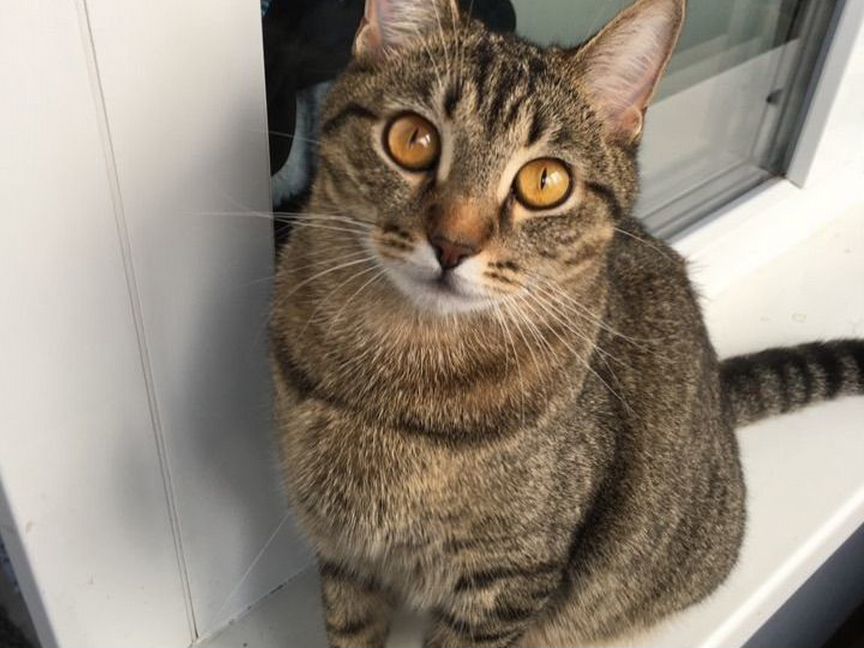 Кошечка в добрые руки