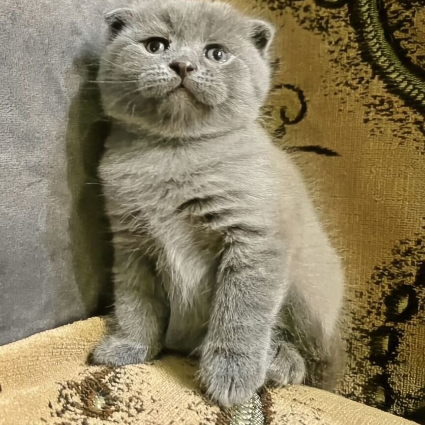 Шотландский вислоухий короткошёрстный котёнок