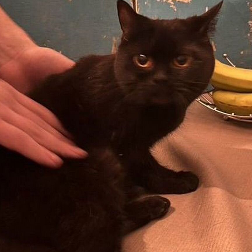 Нашлась черная кошка