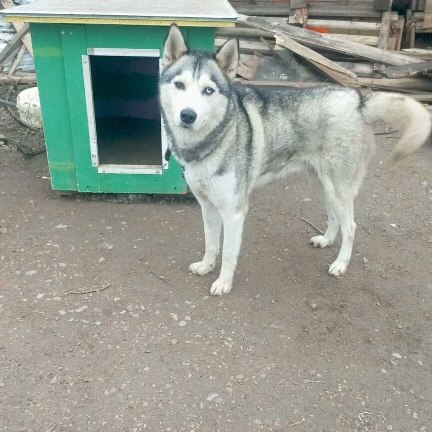 Сибирский хаски в добрые руки