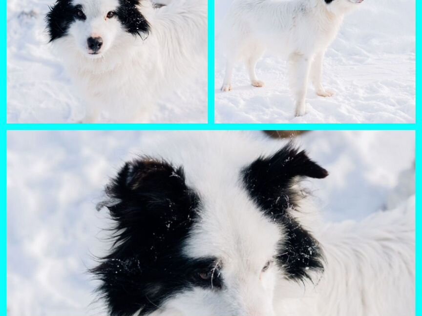 Собака в добрые руки