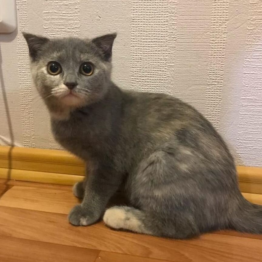 Шотландская прямоухая кошка
