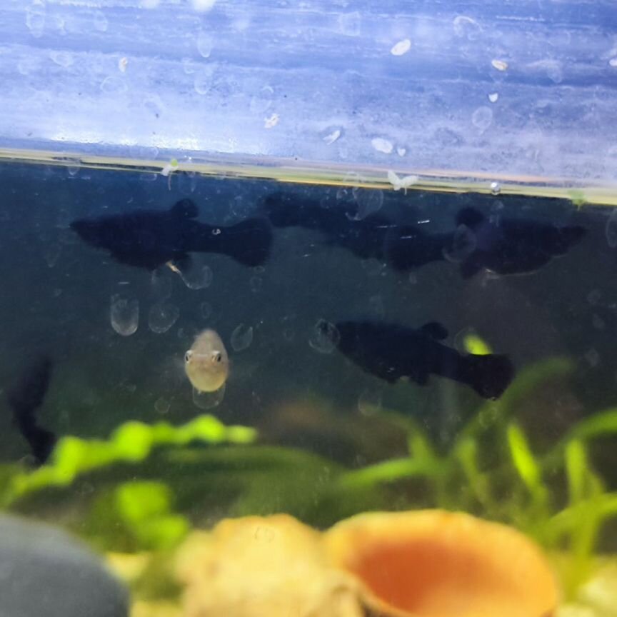 Подростки моллинезии