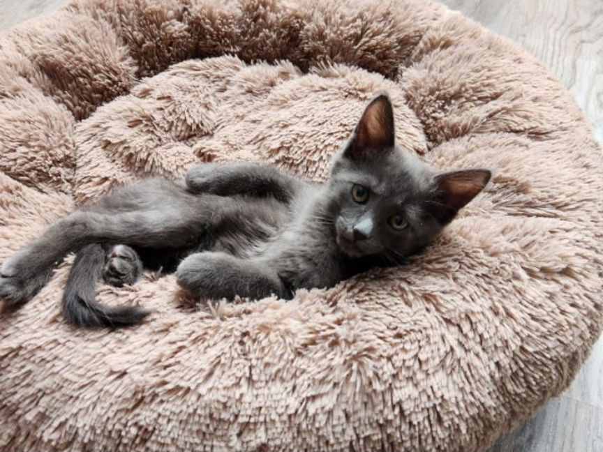 Котёнок мальчик русская голубая