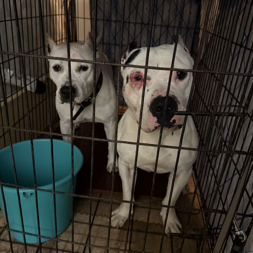 Американский стаффордширский терьер, взрослый пёс