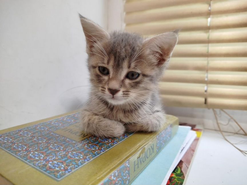 Ждём мамочку