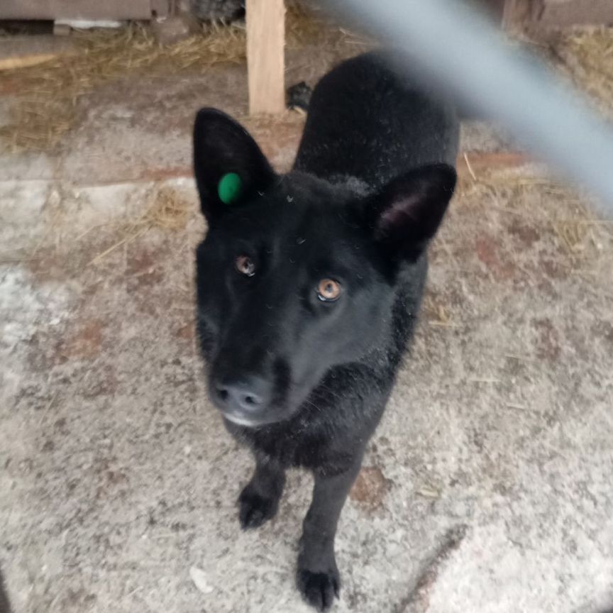 Взрослый пёс в добрые руки